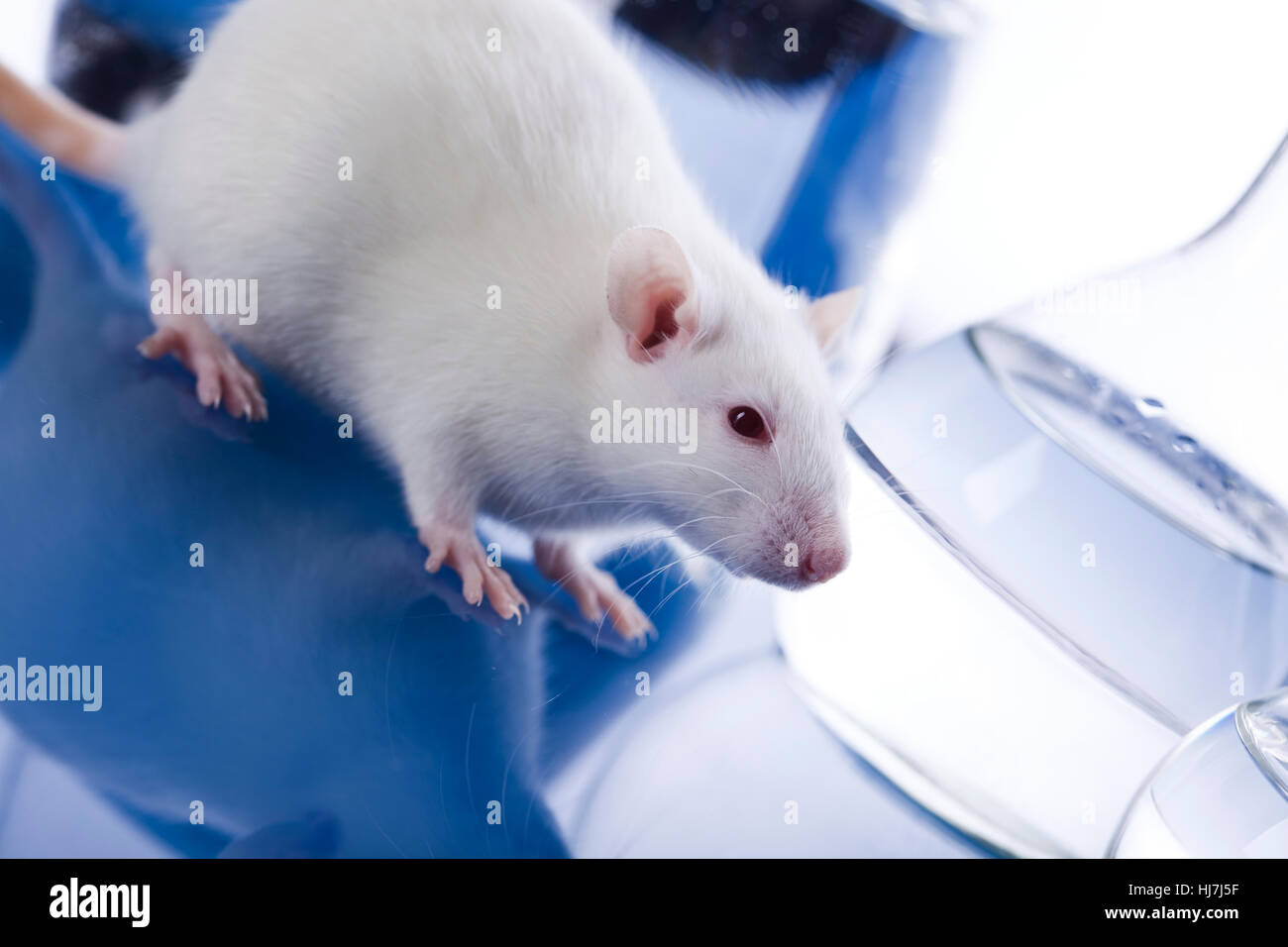 science, animal, laboratory, chemistry, biology, rat, biotechnology ...