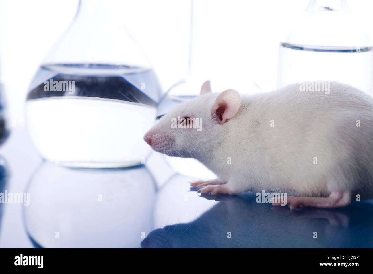 science, animal, laboratory, chemistry, biology, rat, biotechnology ...