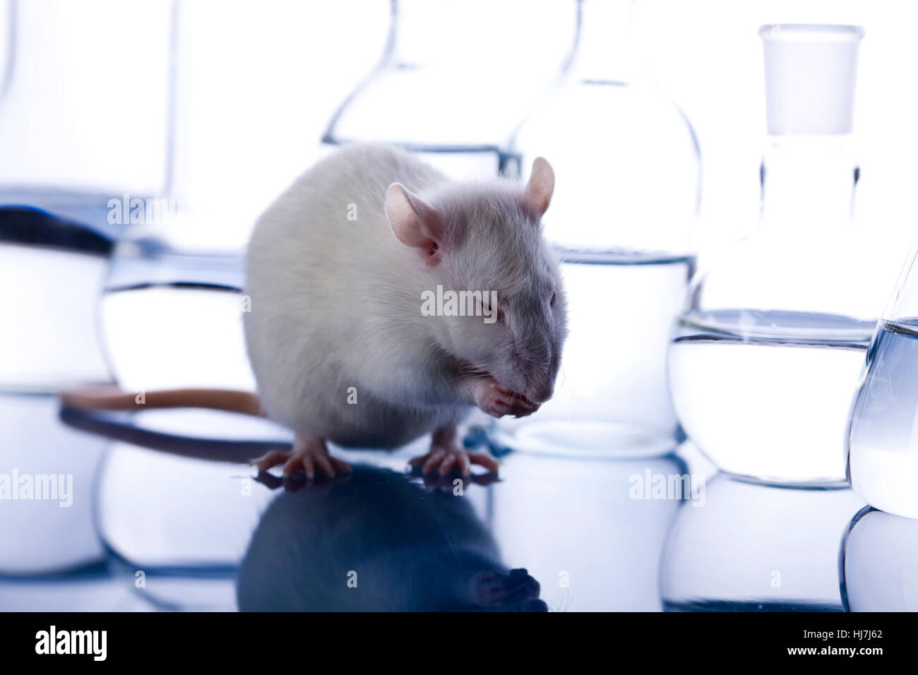 science, animal, laboratory, chemistry, biology, rat, biotechnology ...
