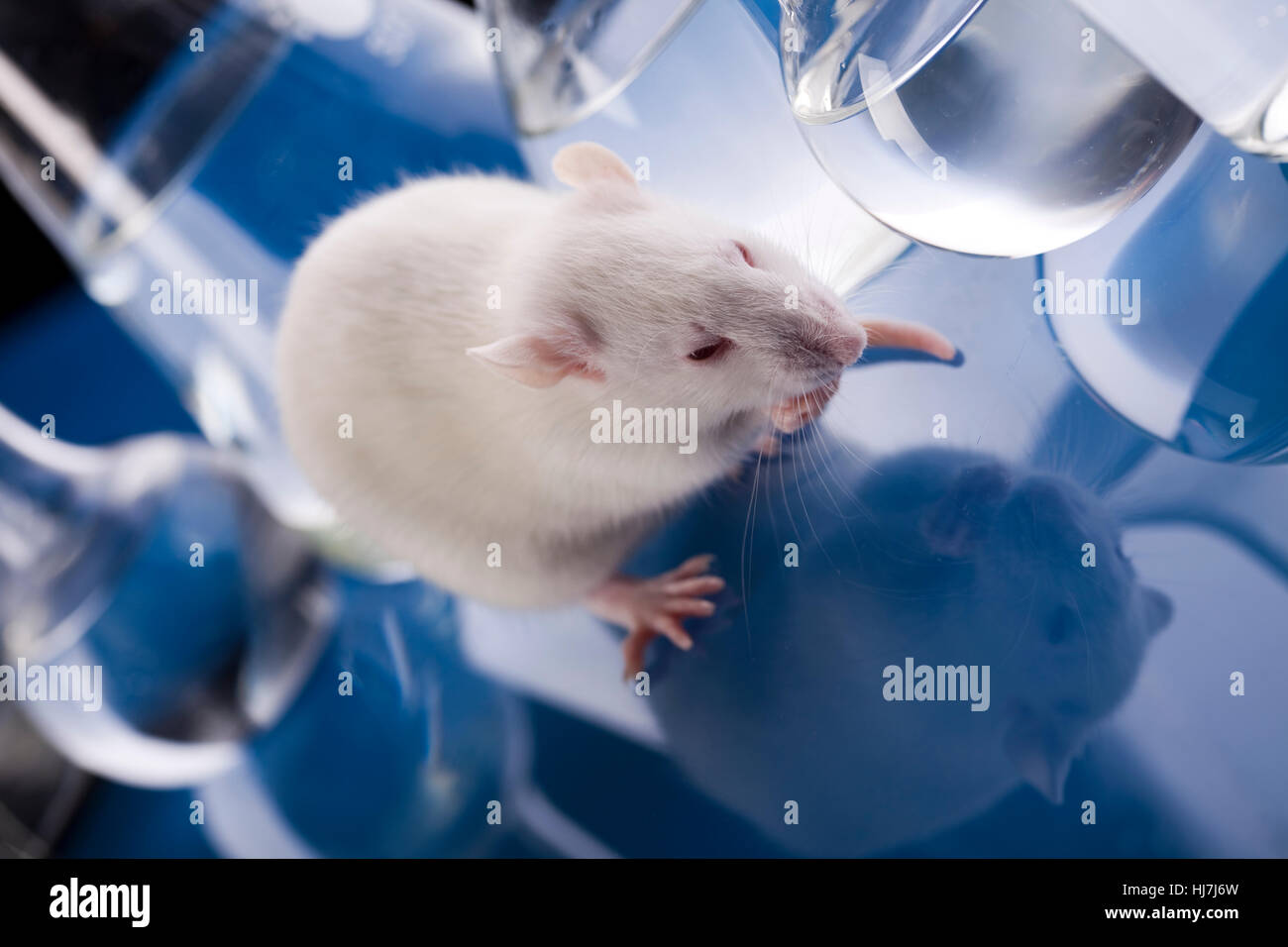 science, animal, laboratory, chemistry, biology, rat, biotechnology ...