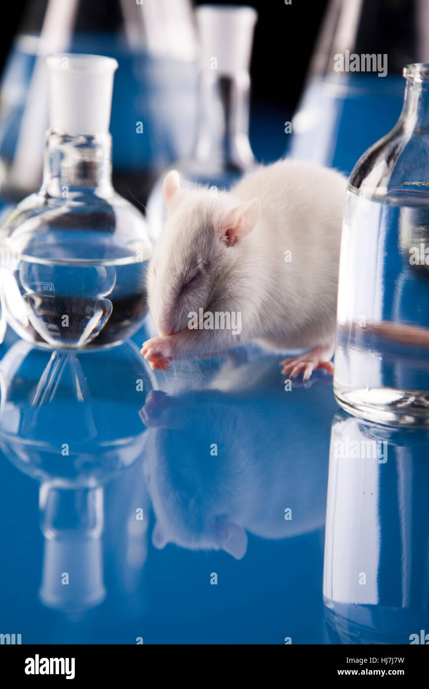 science, animal, laboratory, chemistry, biology, rat, biotechnology ...
