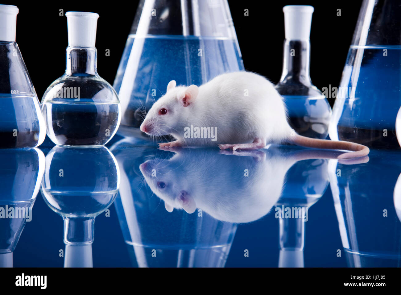 science, animal, laboratory, chemistry, biology, rat, biotechnology ...