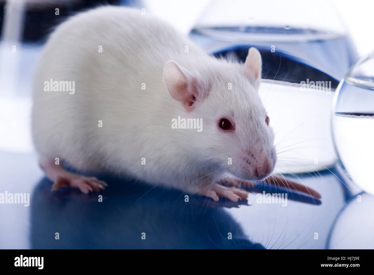 science, animal, laboratory, chemistry, biology, rat, biotechnology ...