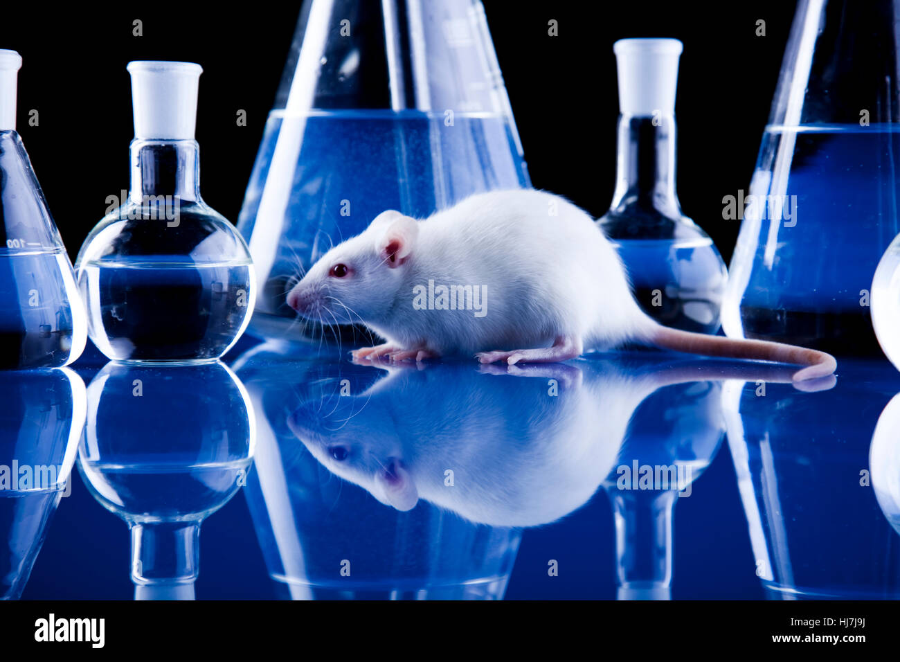 science, animal, laboratory, chemistry, biology, rat, biotechnology ...