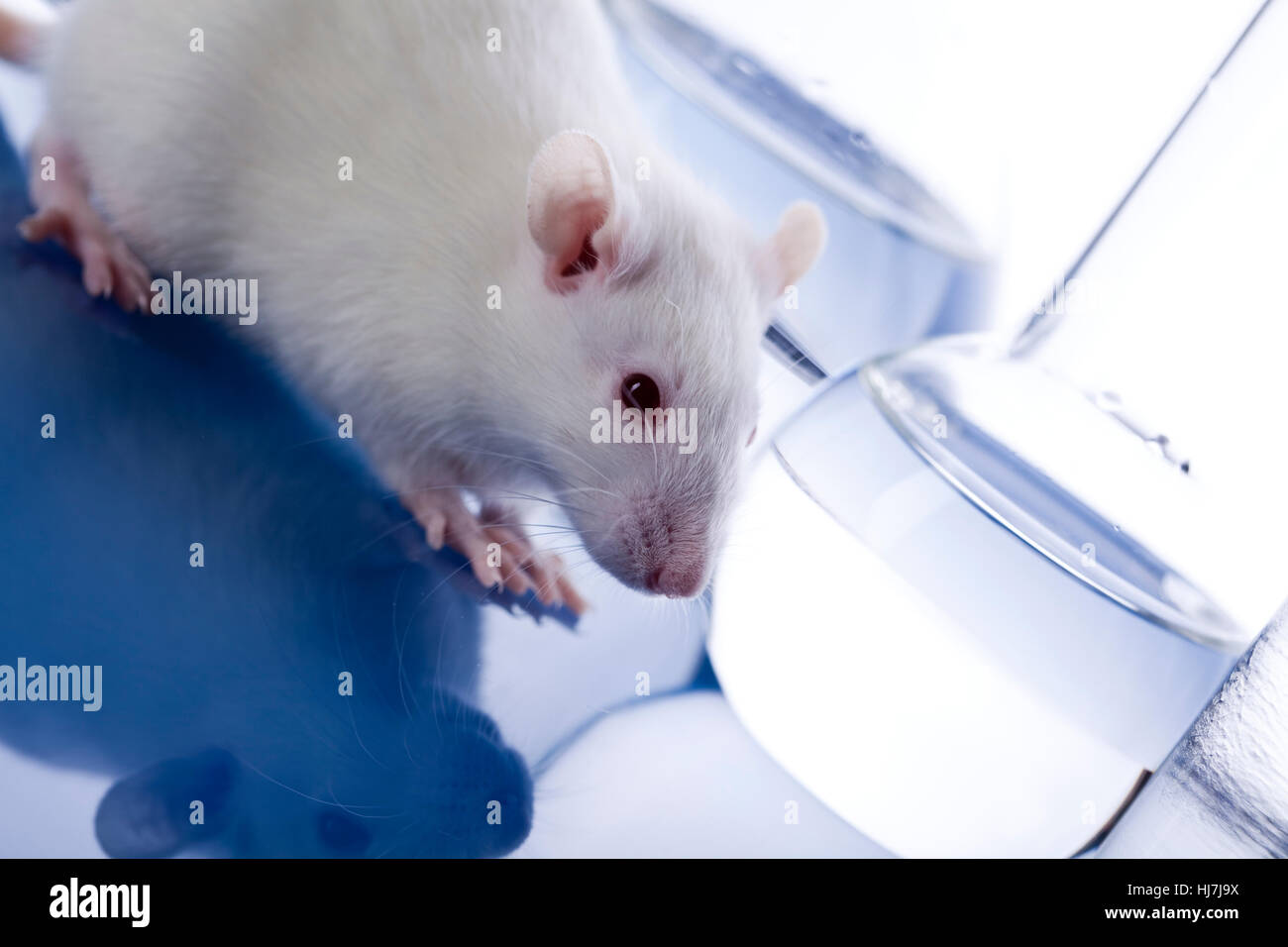 science, animal, laboratory, chemistry, biology, rat, biotechnology ...
