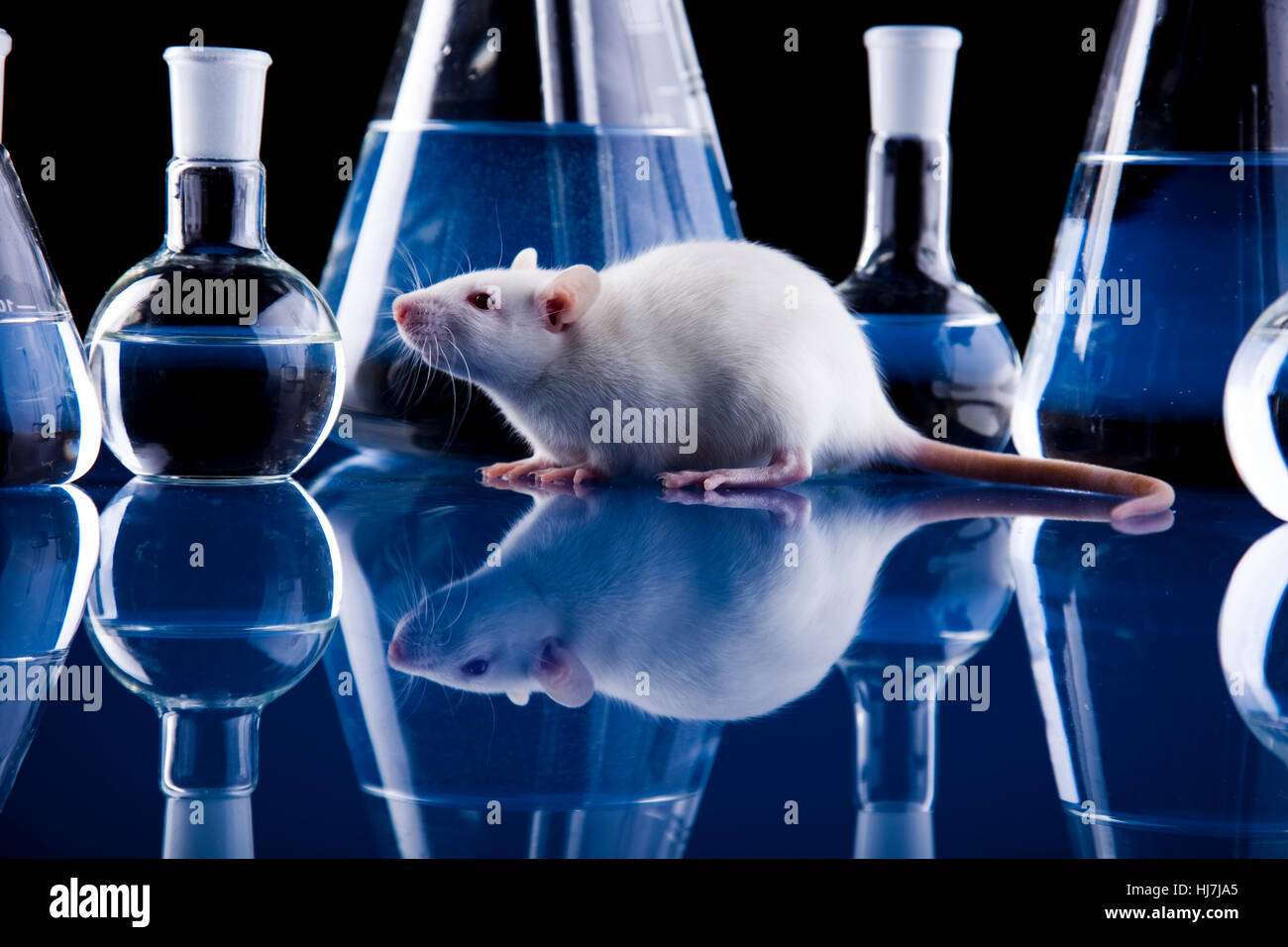 science, animal, laboratory, chemistry, biology, rat, biotechnology ...