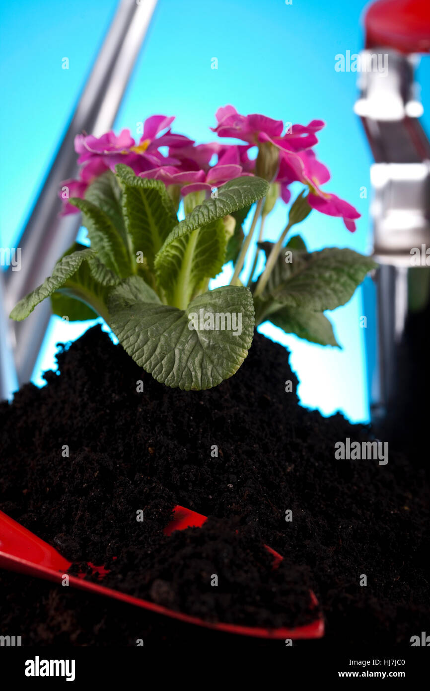 leaf, garden, flower, plant, spring, gardening, assorted, lawn, green ...