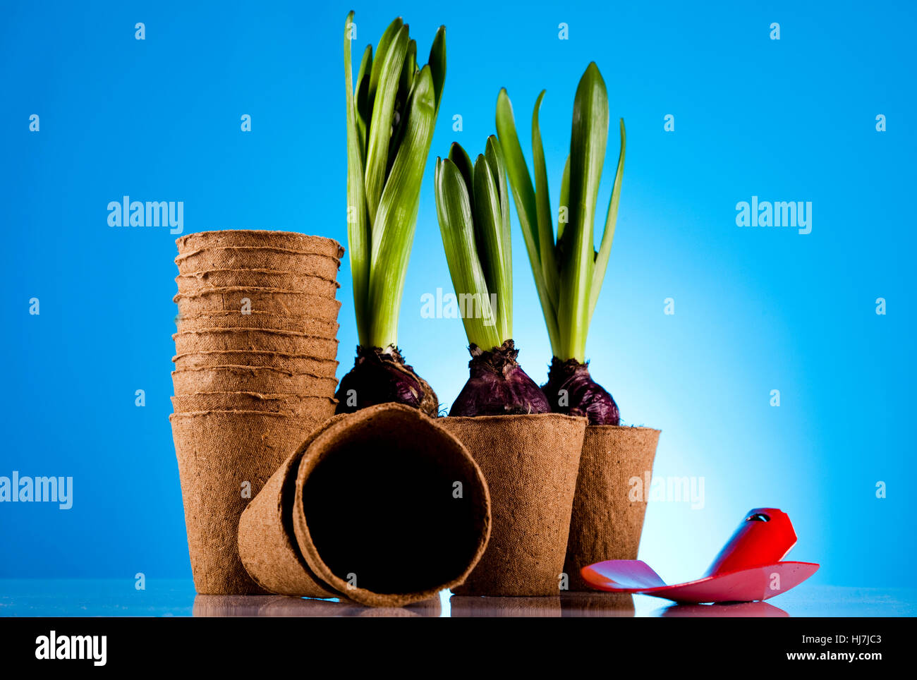 leaf, garden, flower, plant, spring, gardening, assorted, lawn, green ...