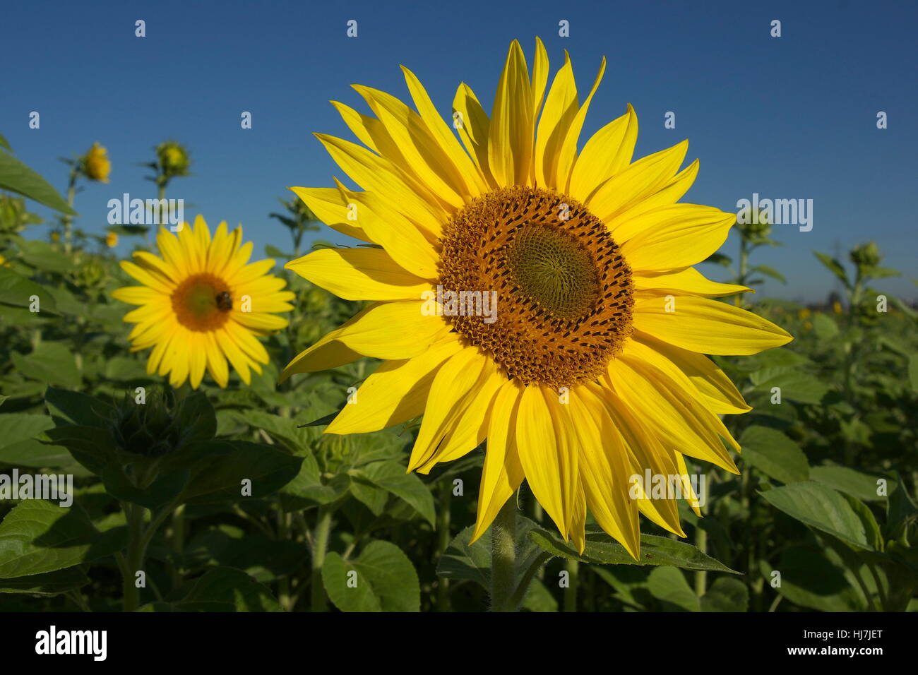 flower, plant, summer, summerly, lucky, luck, shine, shines, bright, lucent Stock Photo - Alamy
