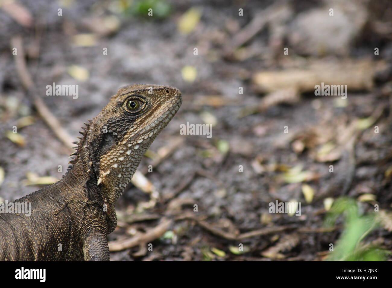 desert, wasteland, reptile, brown, brownish, brunette, wild, lizard ...