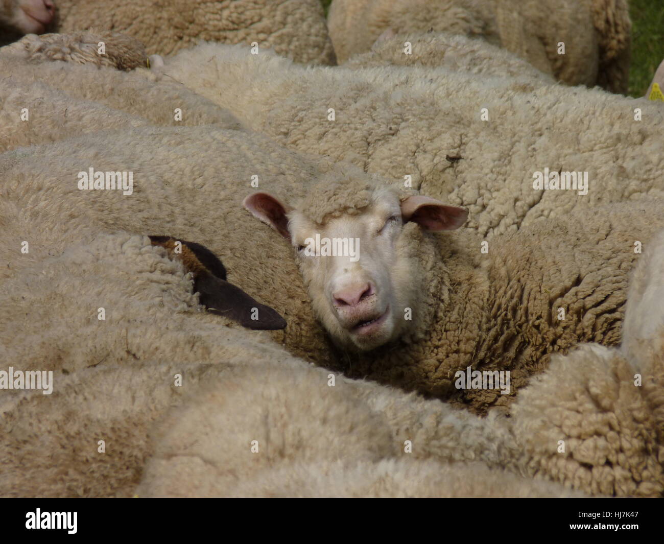 sheep at nap Stock Photo - Alamy