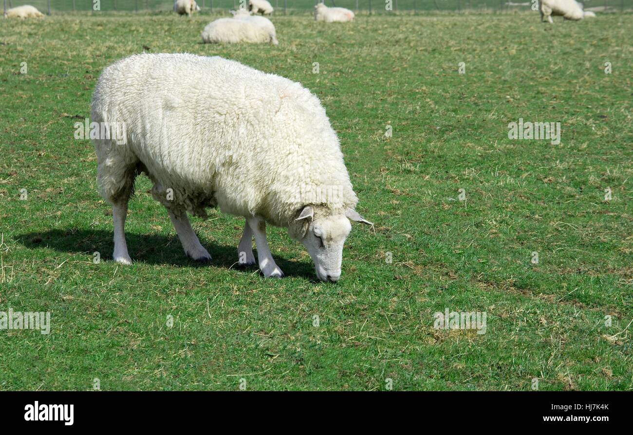 animal, agriculture, farming, sheep, livestock, farm, farmland, lamb ...