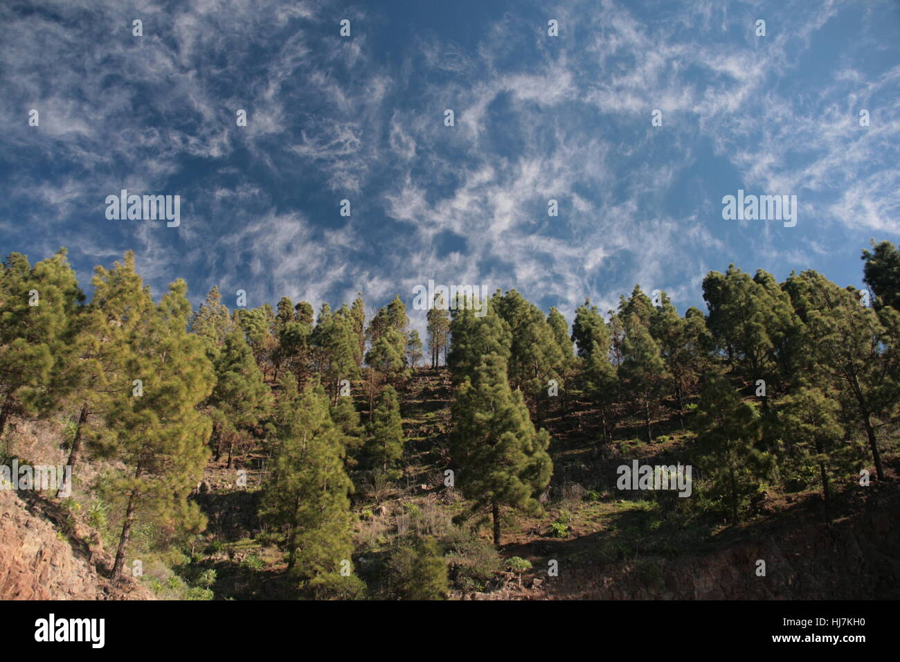 stone, pine, rock, conifer, firmament, sky, scenery, countryside ...