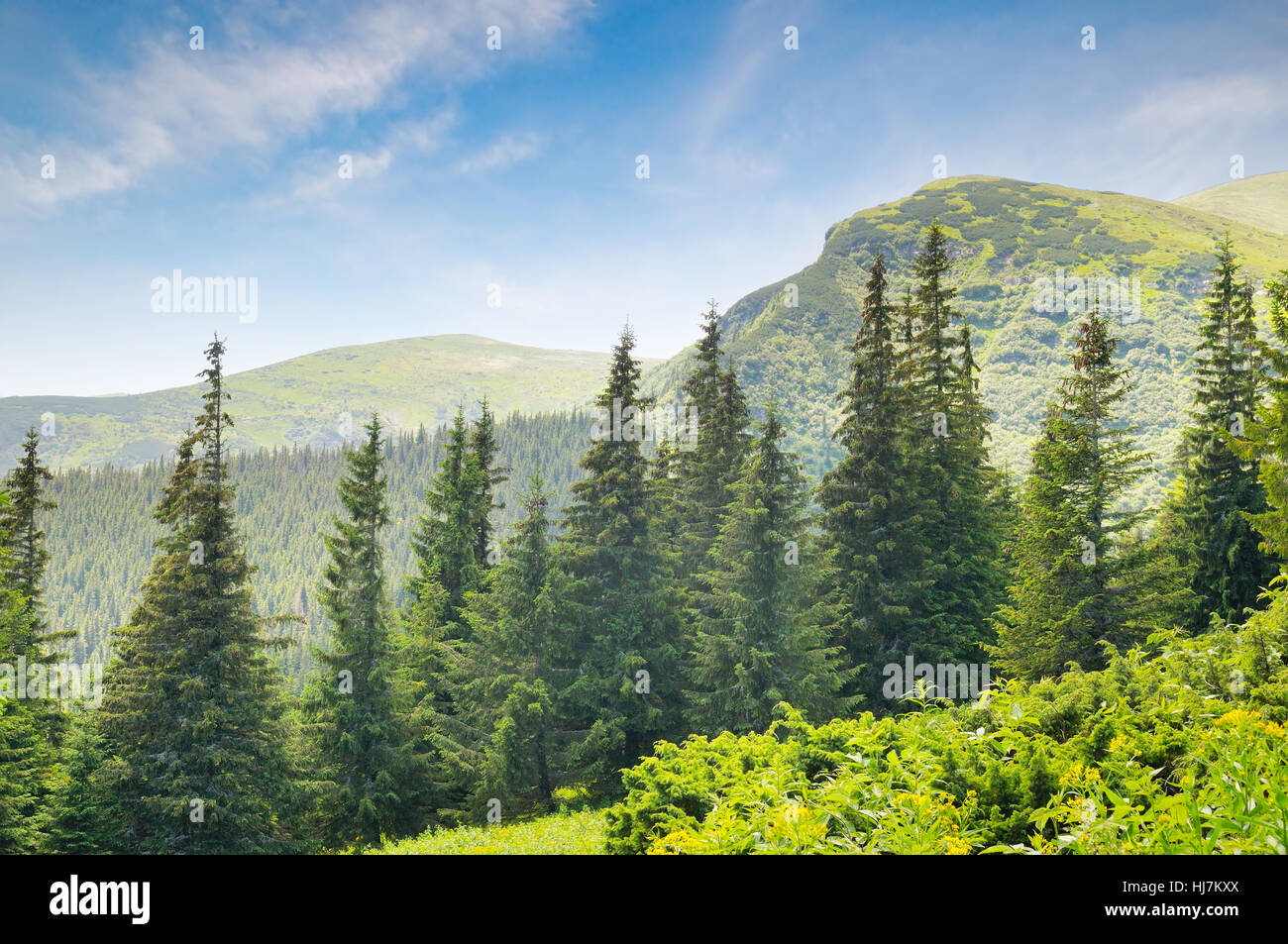 spruce forest on the hillside Stock Photo - Alamy