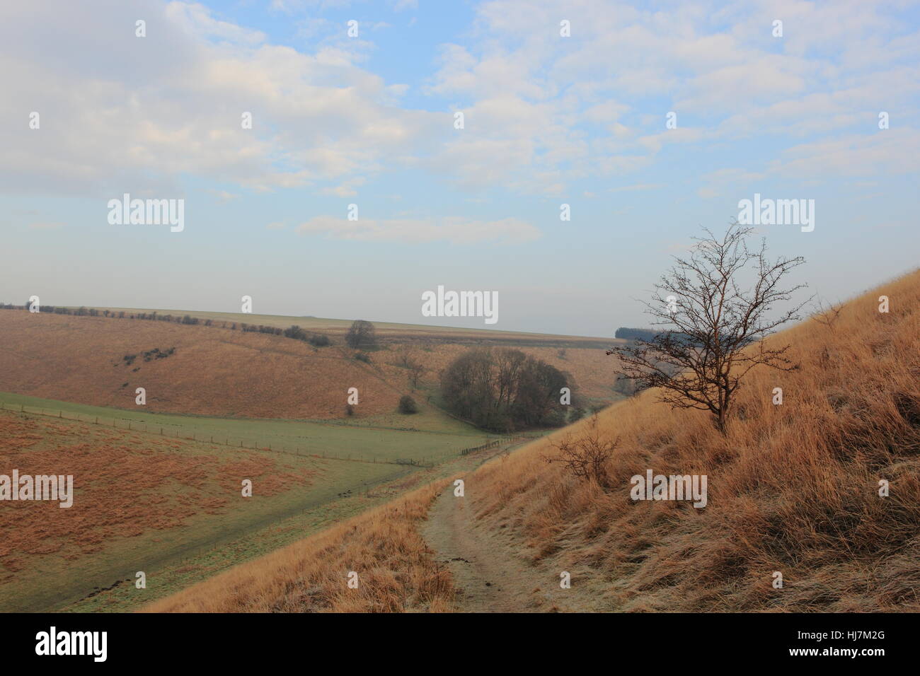 English winter landscape with a hawthorn tree by a track through the ...