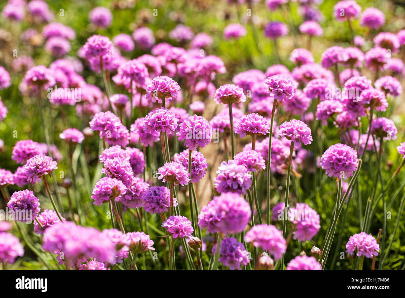 Dutch grass with pink flowers in nature, note shallow depth of field ...