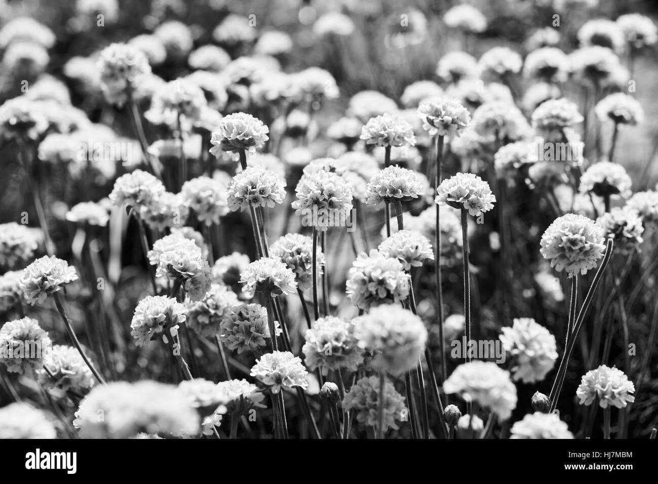 Dutch grass with pink flowers in nature, note shallow depth of field ...