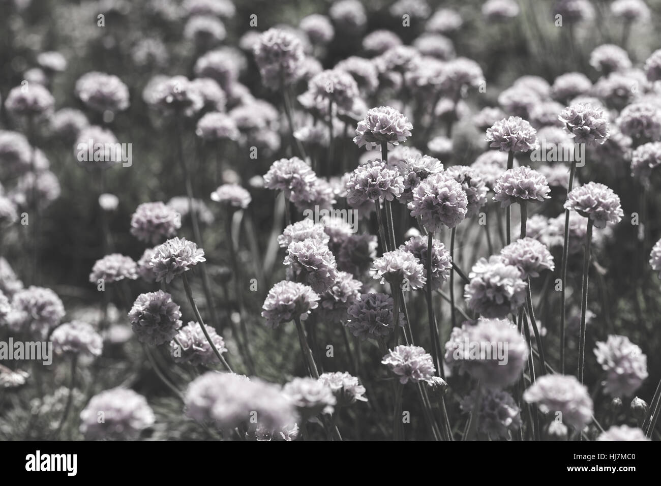 Dutch grass with pink flowers in nature, note shallow depth of field ...