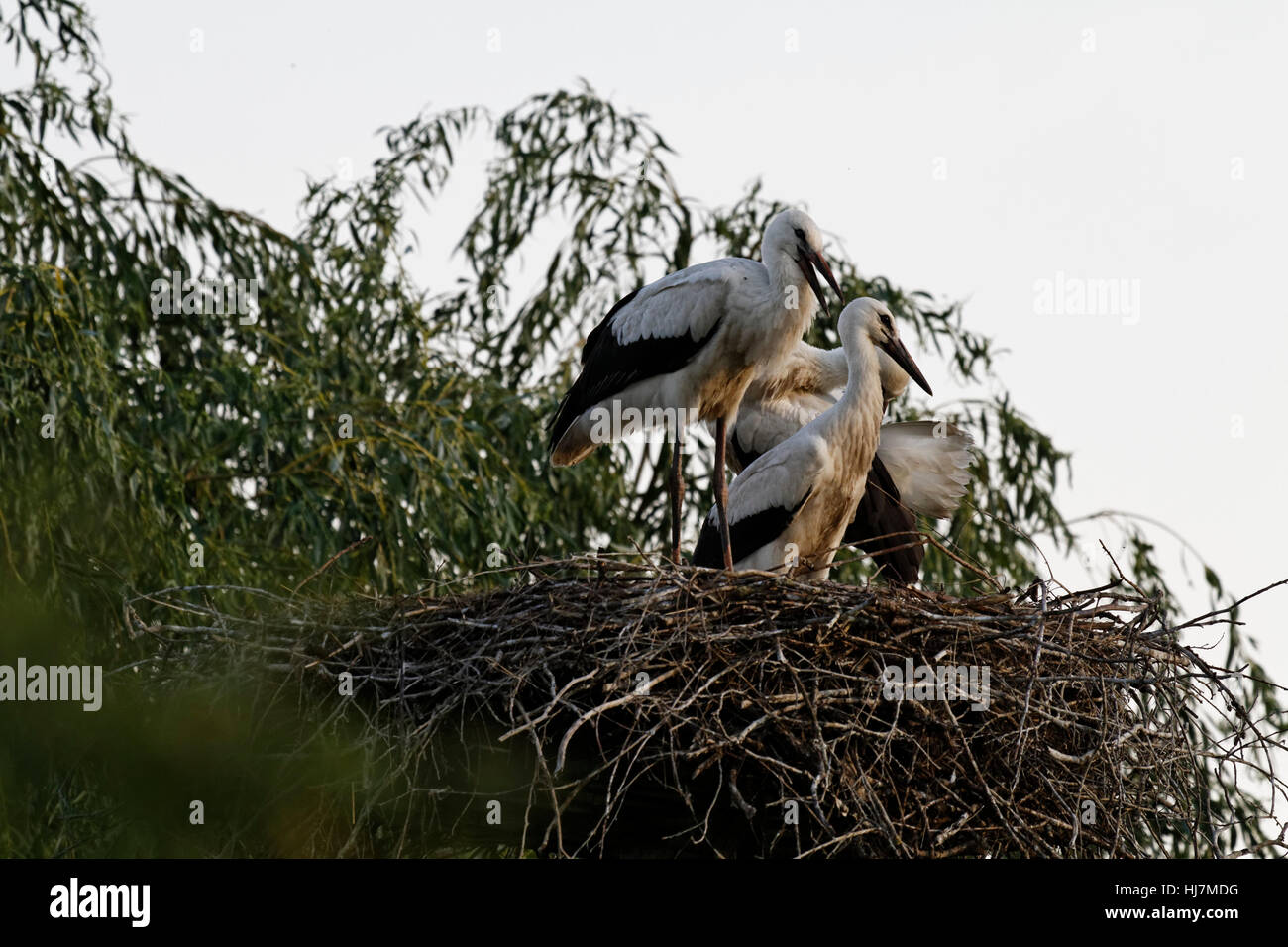 animal, bird, birds, stork, fly, flies, flys, flying, nature, animal ...