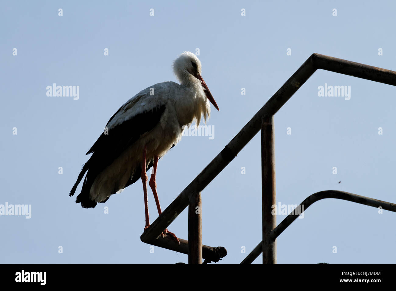 animal, bird, birds, stork, fly, flies, flys, flying, nature, animal ...