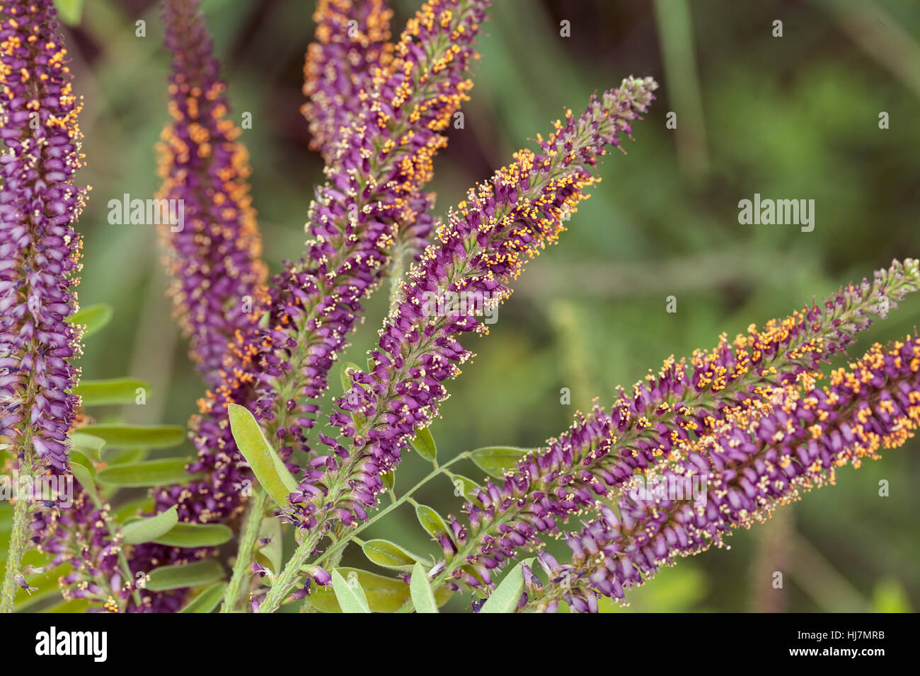 oblong wildflower in purple color, note shallow depth of field Stock ...