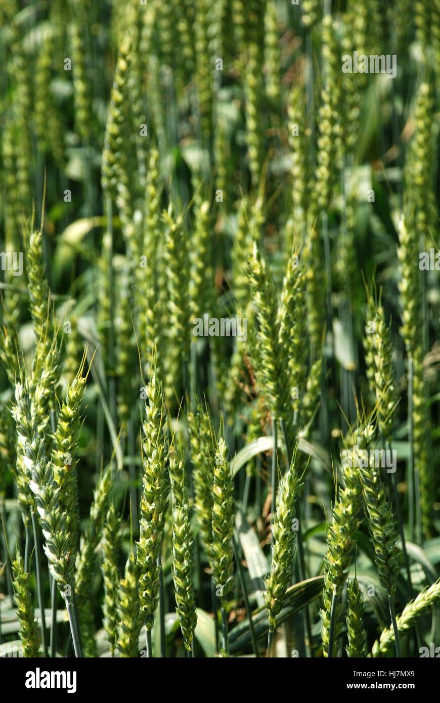 a field of green rye, farming field in the spring or summer Stock Photo ...