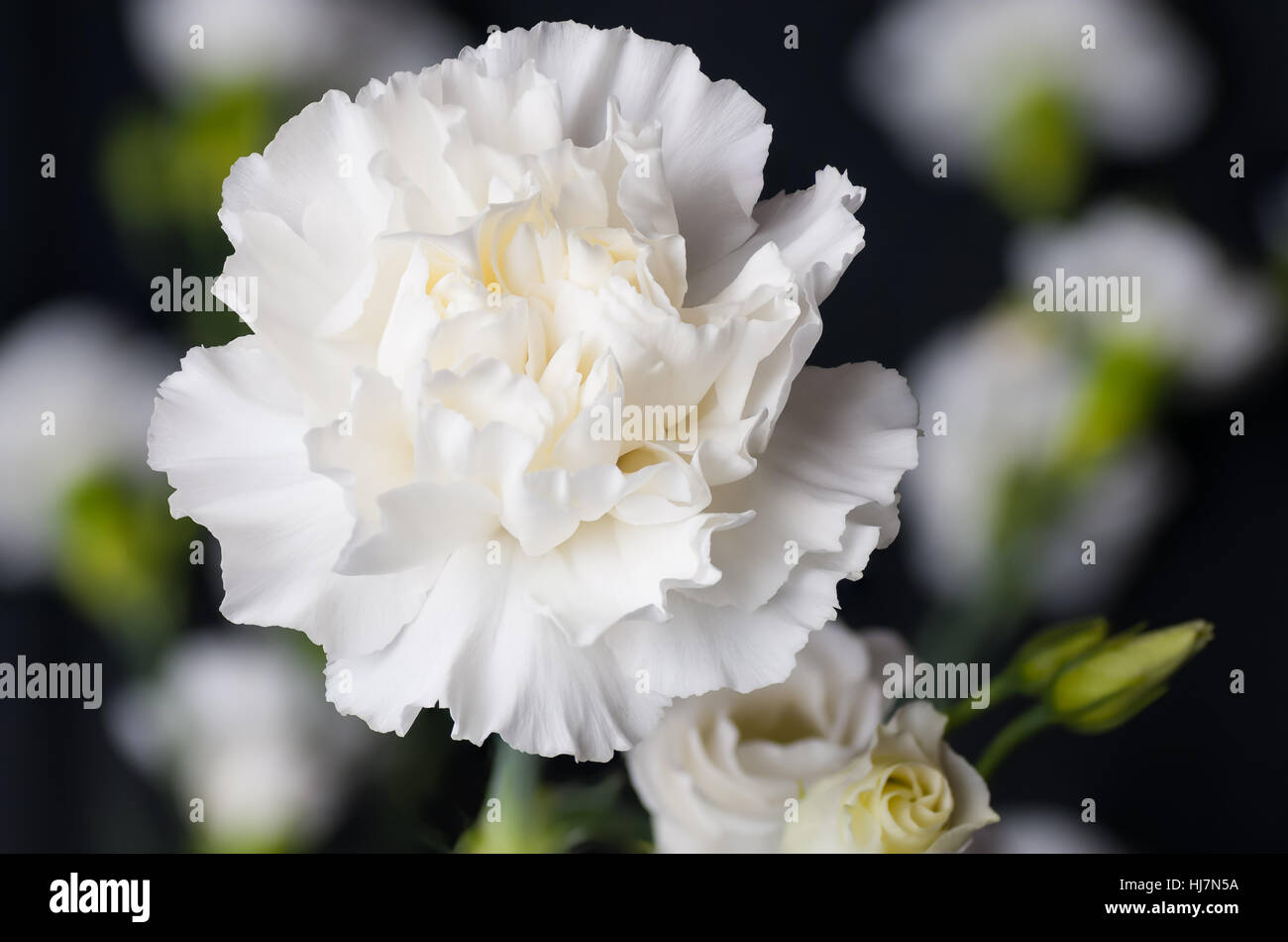 Single White Carnation Head soft in colour and with a soft shadow on ...