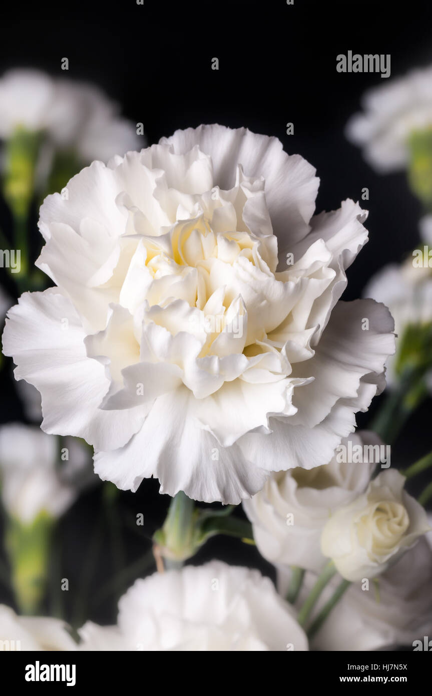 Single White Carnation Head soft in colour and with a soft shadow on ...