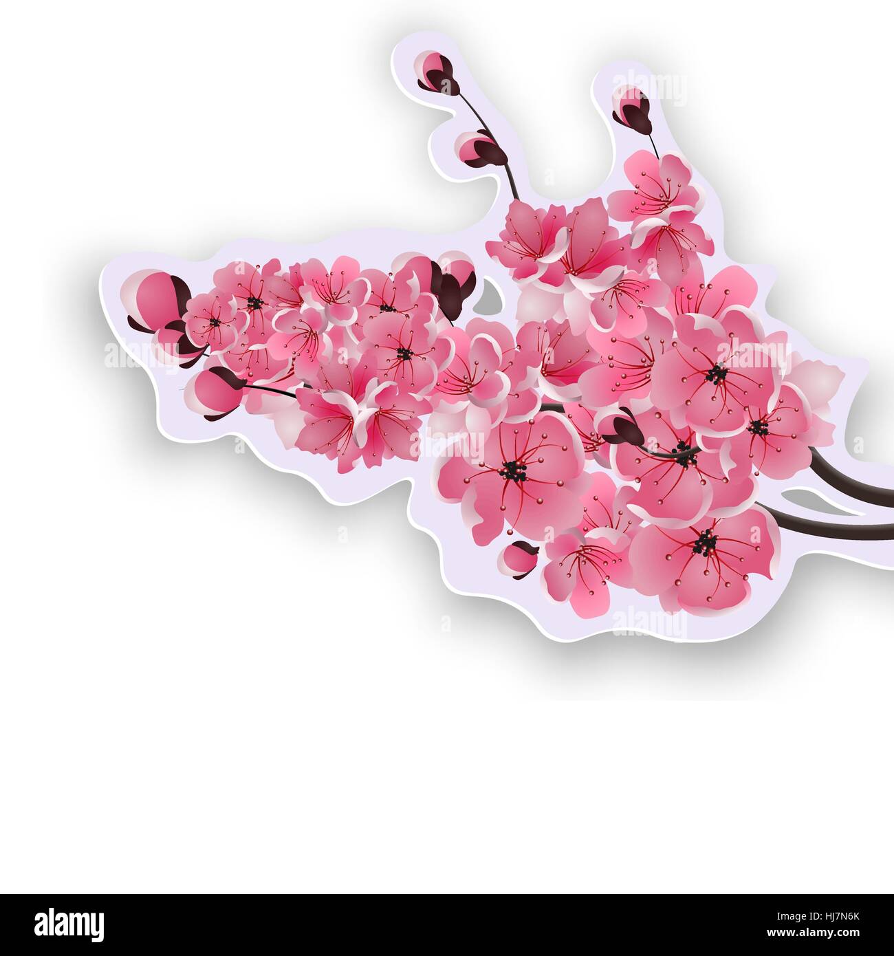 Japanese cherry. Lush branches dark pink cherry blossom close-up. Cut ...