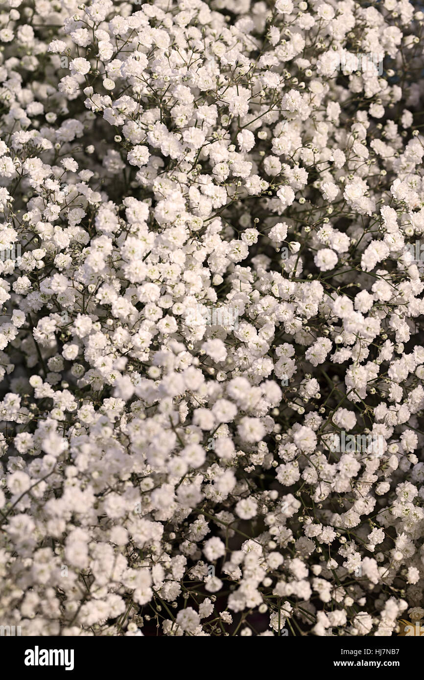 flower Gypsophila for decoration bouquets , note shallow depth of field ...
