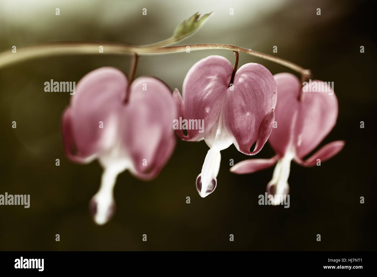 Bleeding Heart flowers in nature on green background, note shallow ...