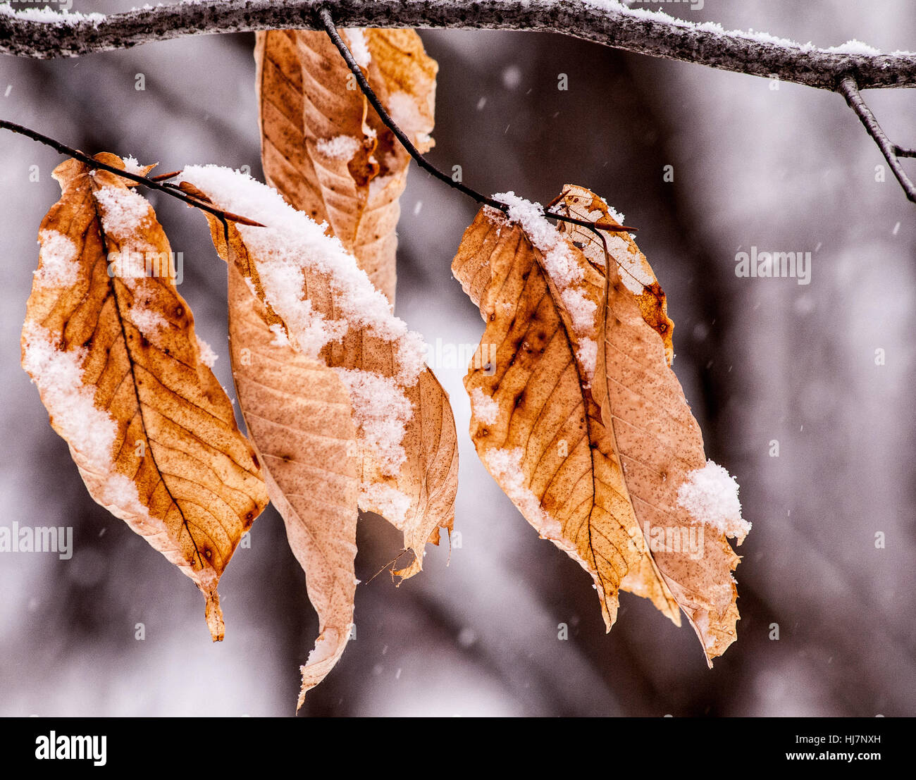 Snowing background hi-res stock photography and images - Alamy