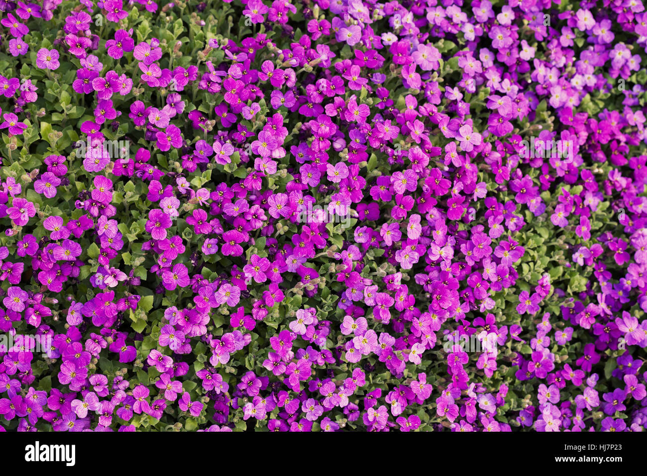 small purple flowers in the field, note shallow depth of field Stock ...