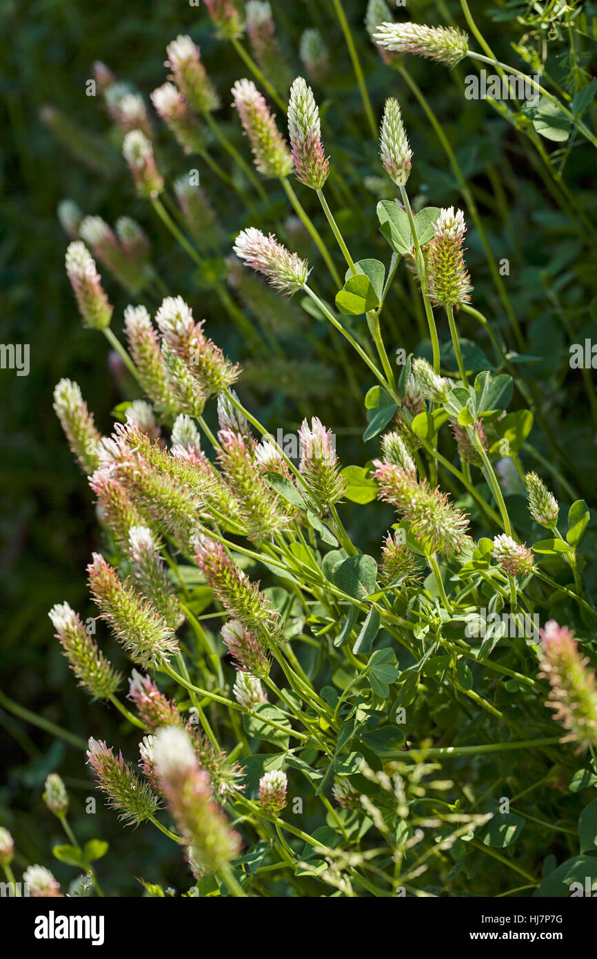 unusual herb with green leaves on a black background, note shallow ...