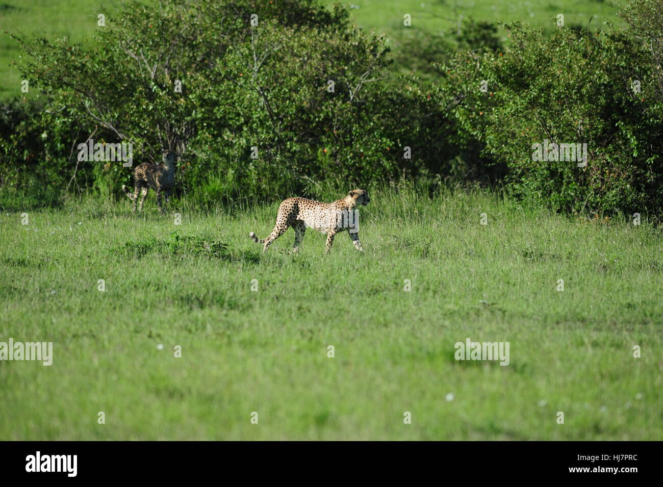 mammal, africa, savannah, predator, safari, cat, big cat, feline ...