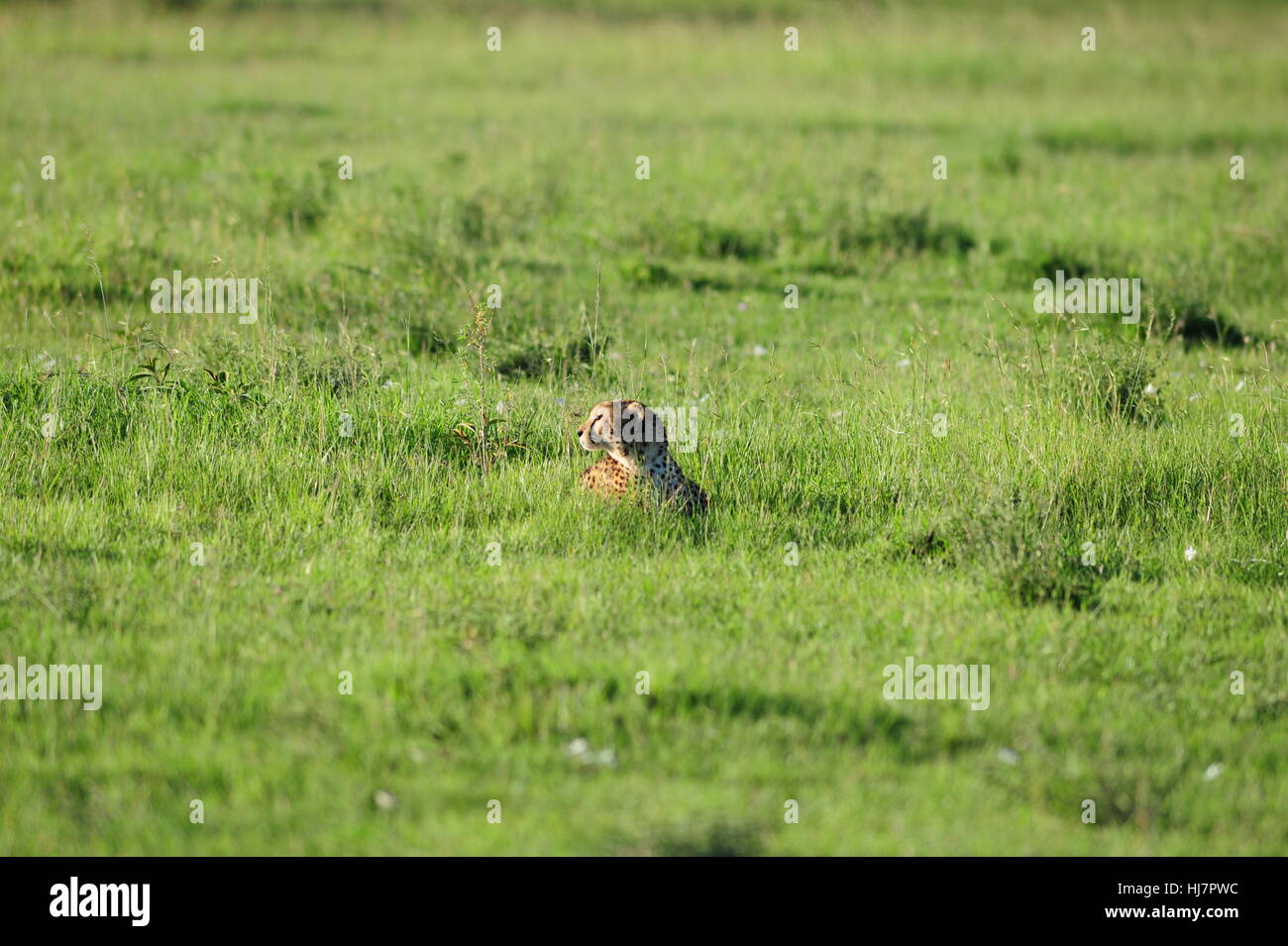 mammal, africa, savannah, predator, safari, cat, big cat, feline ...