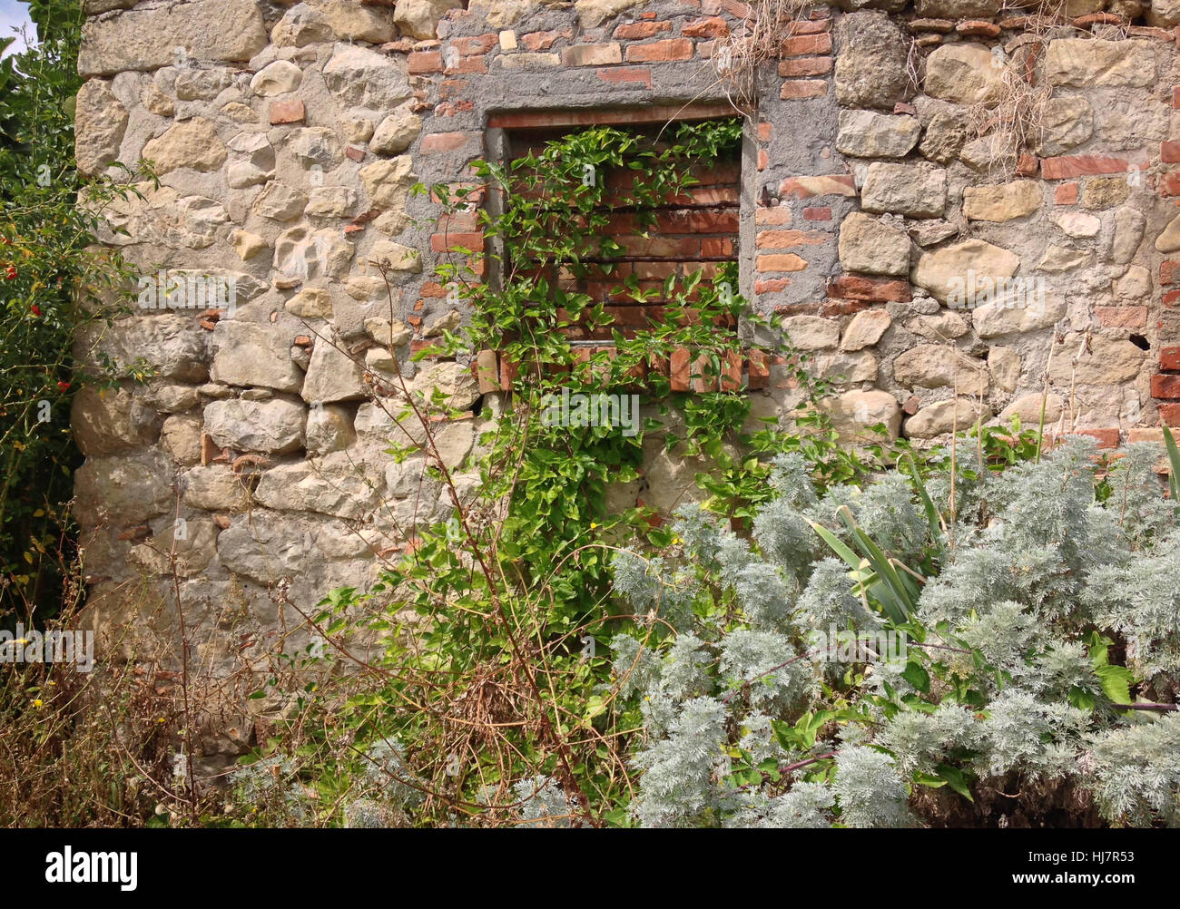 Ruin of stone cottage with overgrown vegetation on the top of the ...