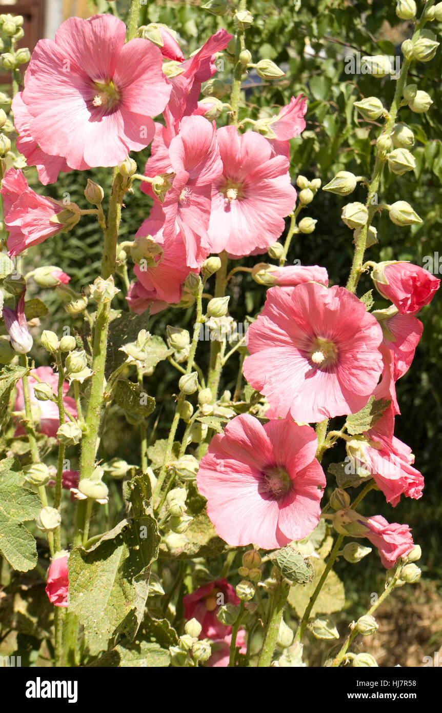 Mallow flowers of pink colour in garden, vertical Stock Photo - Alamy
