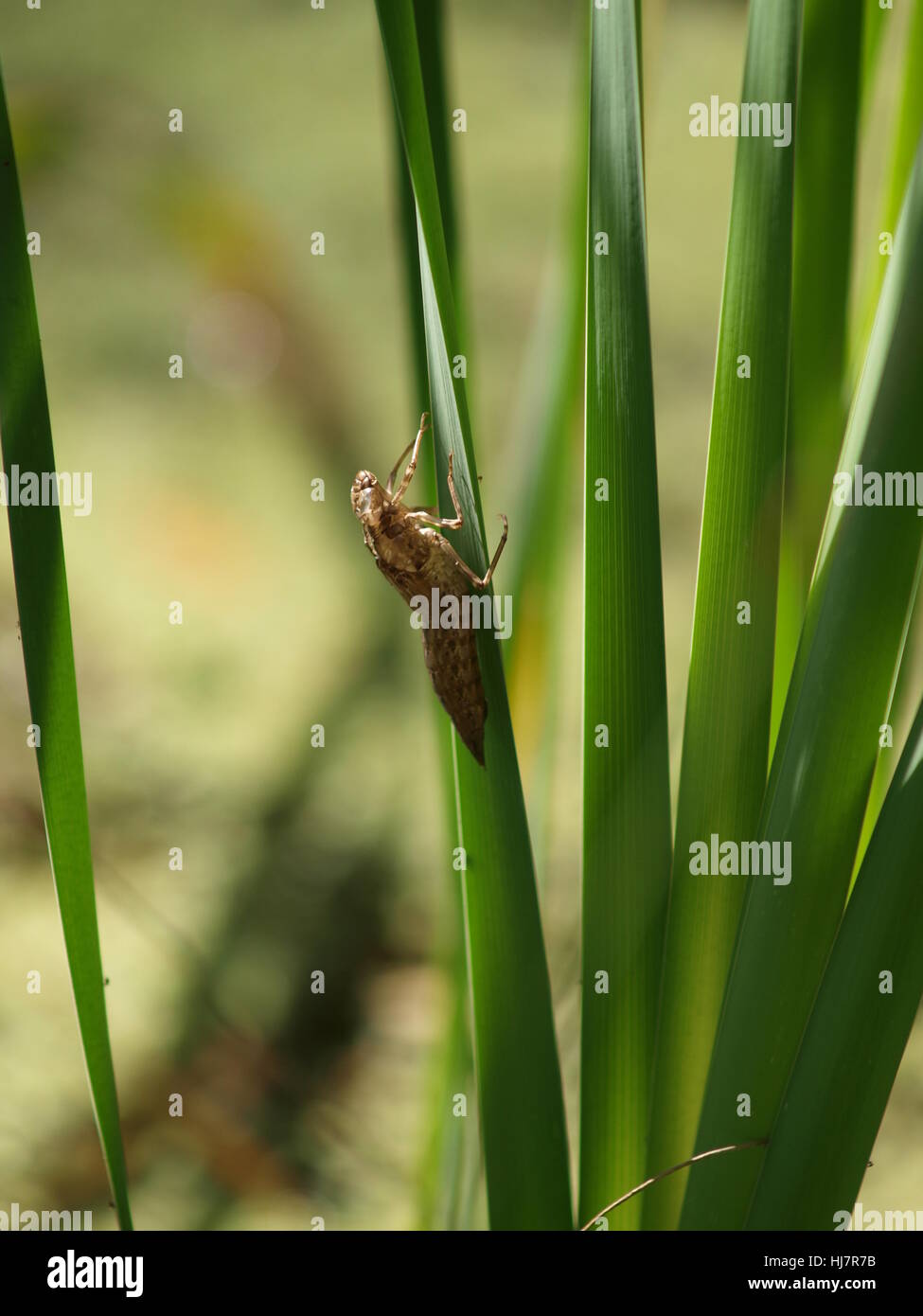waters, insect, dragonfly, fresh water, pond, water, larva, lake ...