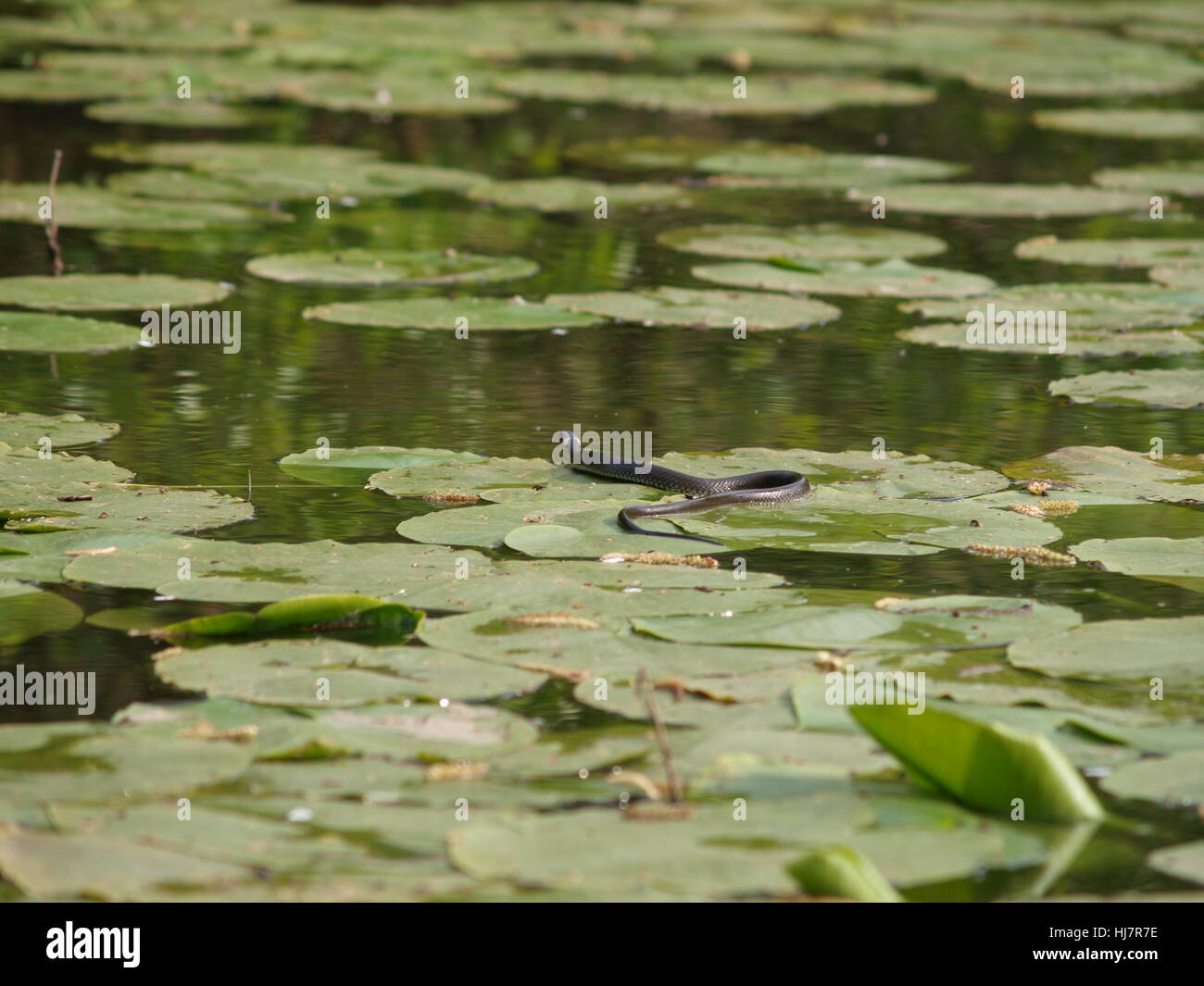 grass snake on the hunt Stock Photo - Alamy
