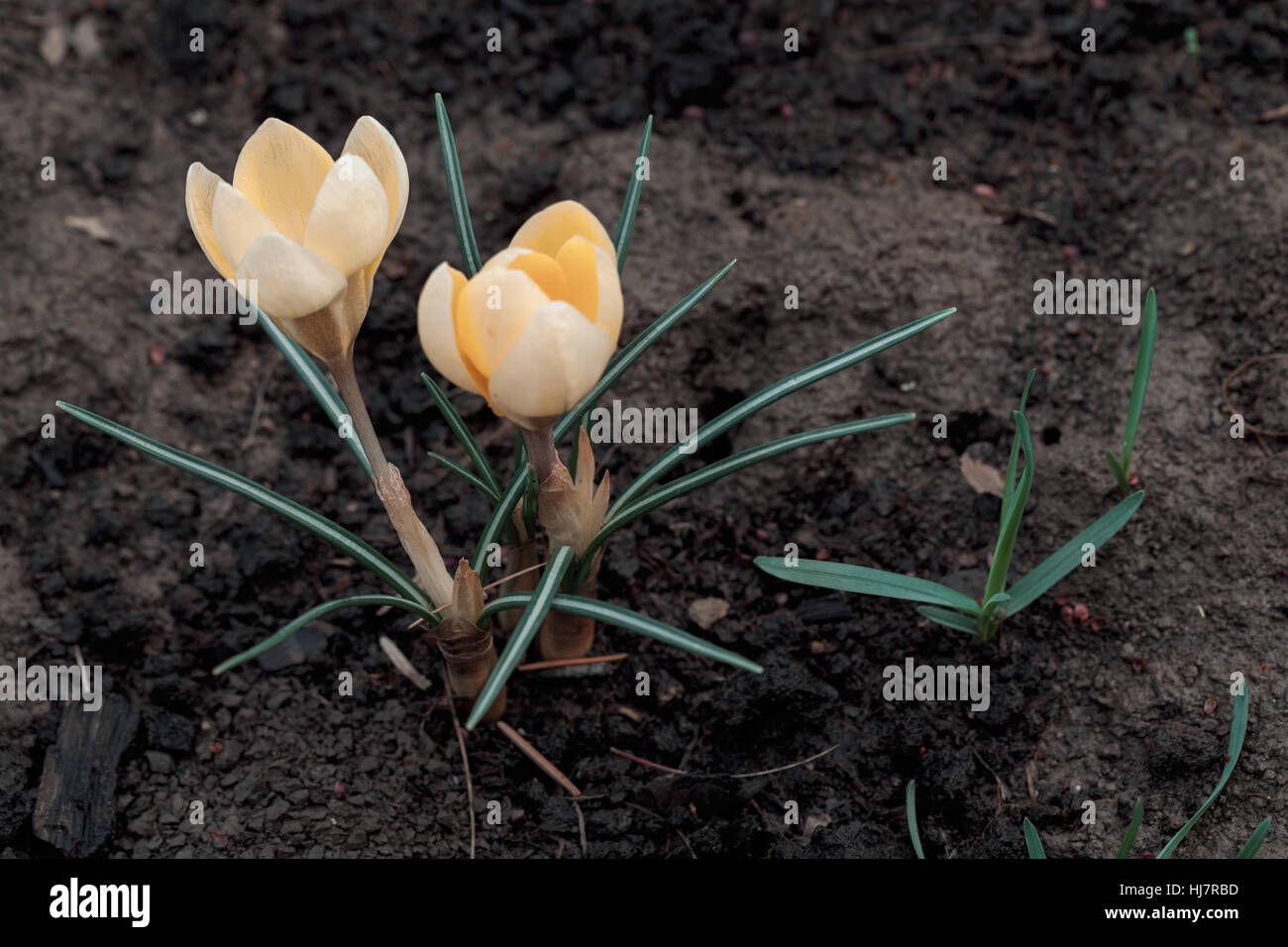 young offspring of yellow flower sprouted from the ground, note shallow ...