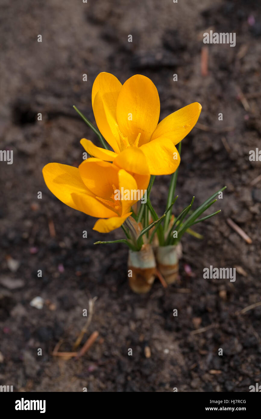 young offspring of yellow flower sprouted from the ground, note shallow ...