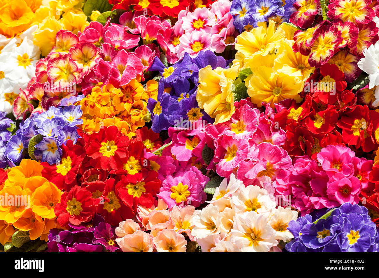 bushy plant primroses of various colors, note shallow depth of field ...