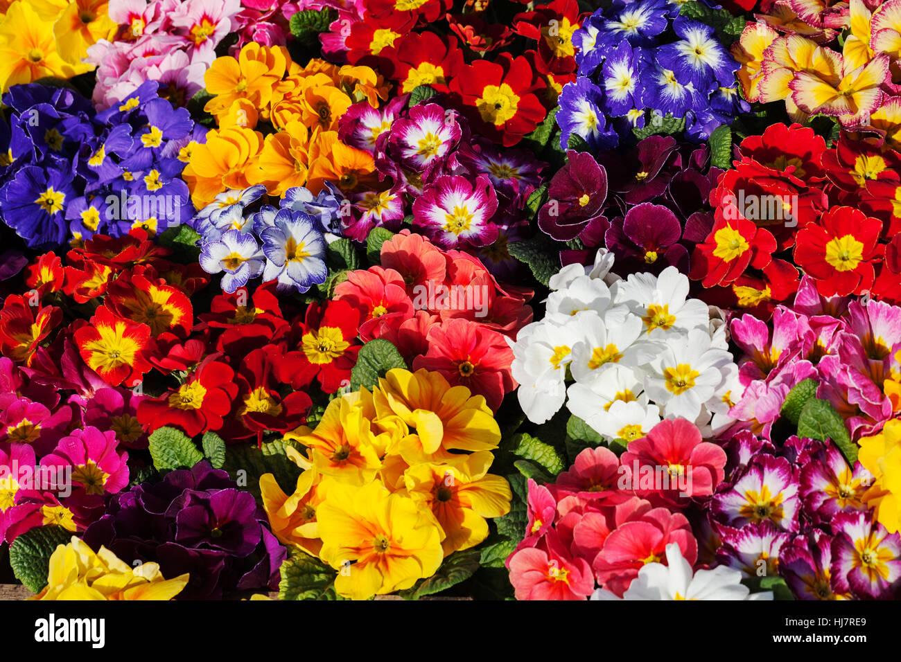 bushy plant primroses of various colors, note shallow depth of field ...