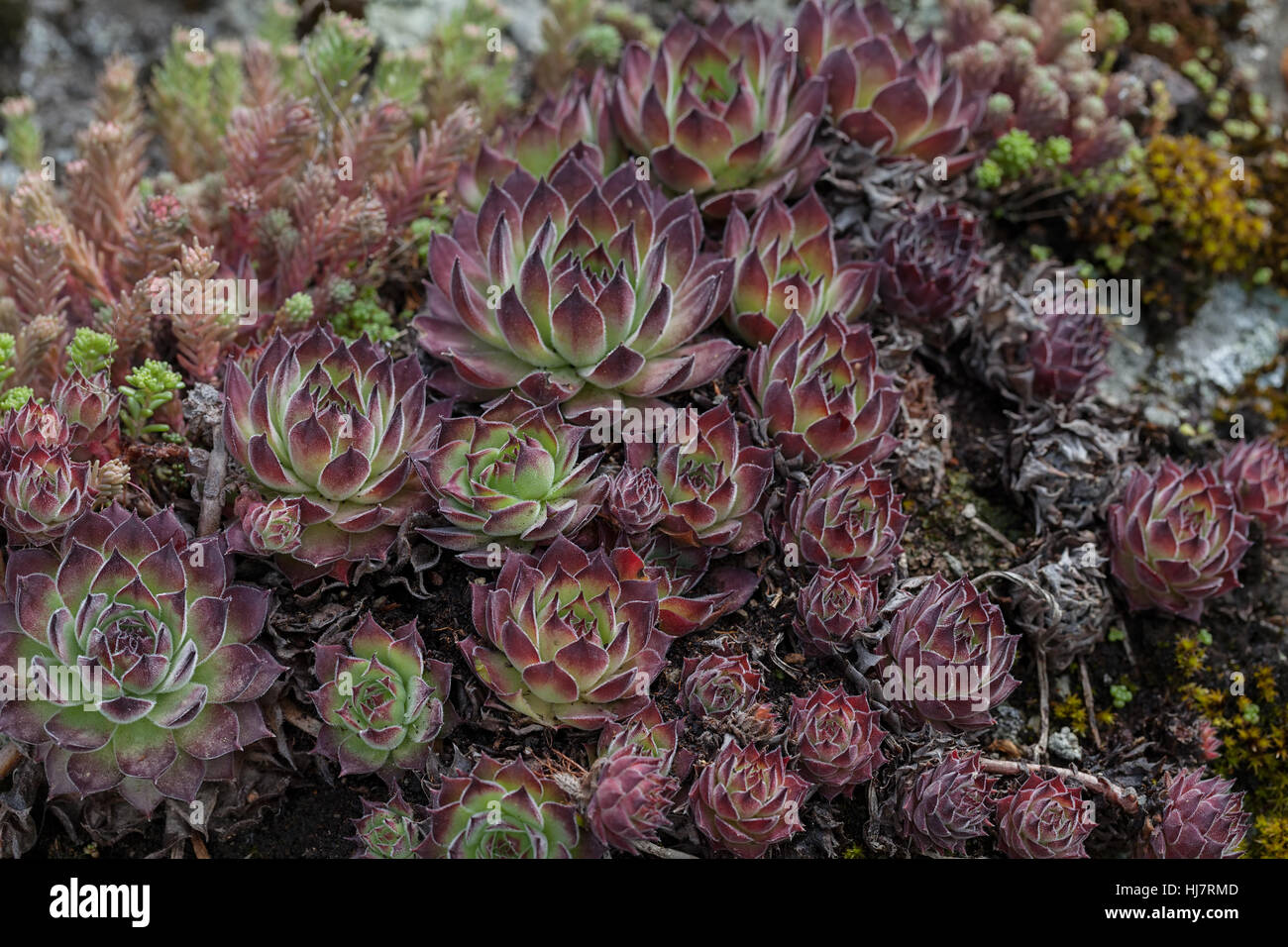 group of plants houseleek on the roof , note shallow depth of field ...