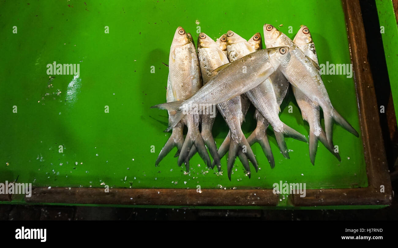 Mound of milkfish on green plastic table photo taken in Jakarta ...