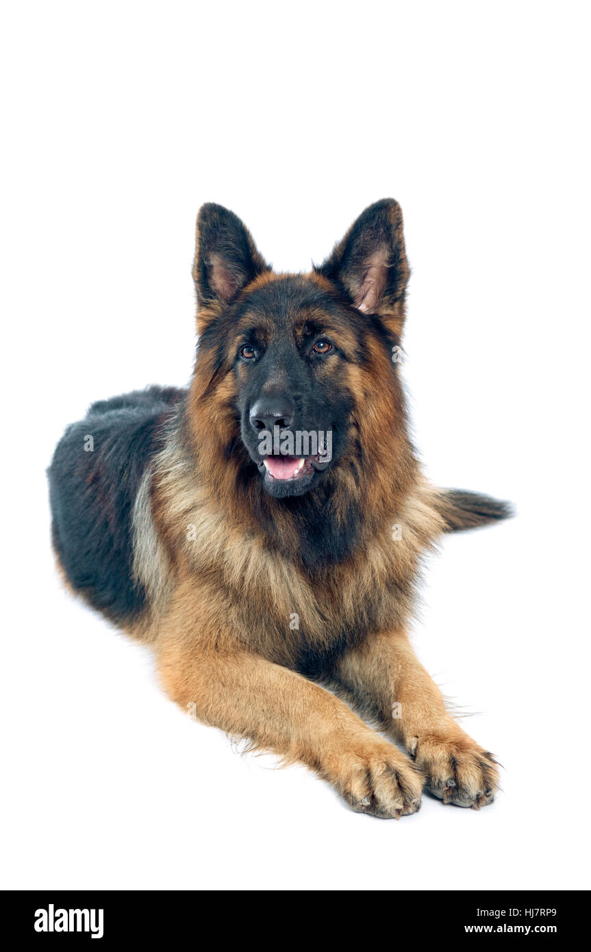 big, large, enormous, extreme, powerful, imposing, immense, relevant ...