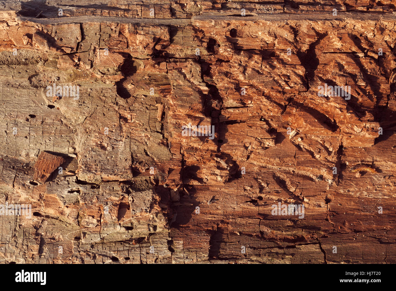 tree bark in nature like a background, note shallow depth of field ...