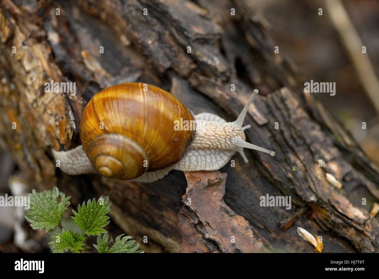 Snail creeping on the ground Stock Photo - Alamy