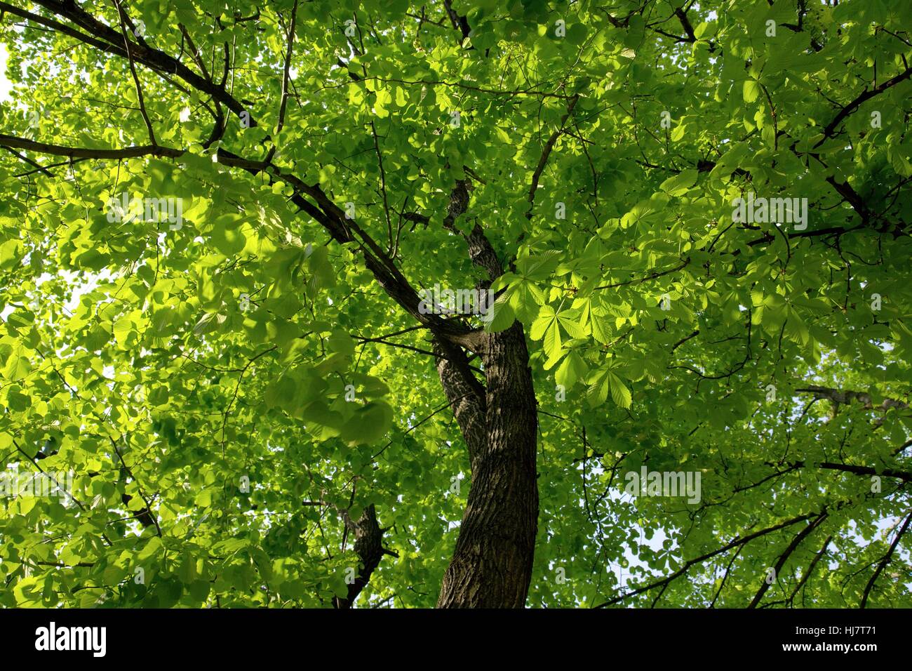leaf, tree, park, leaves, woods, young, younger, forest, fresh, foliage ...